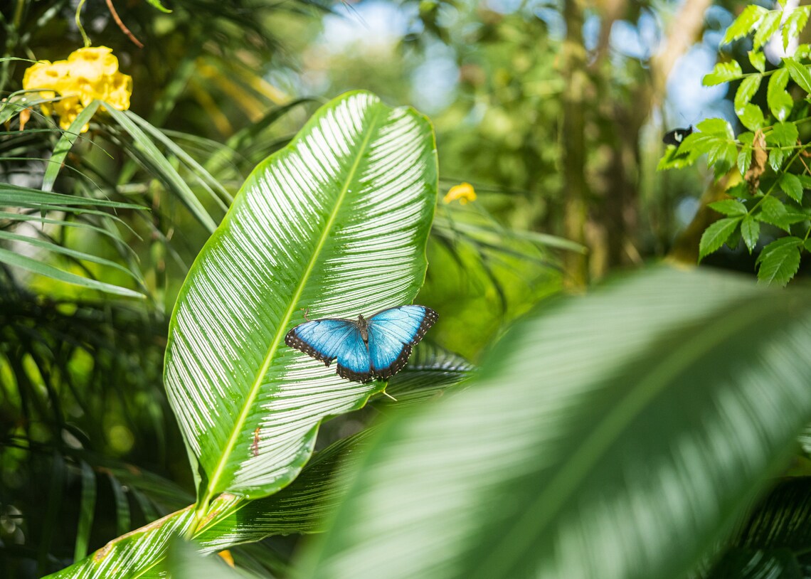 Digital Download. Blue Butterfly Photo. Key West Butterfly Conservatory ...