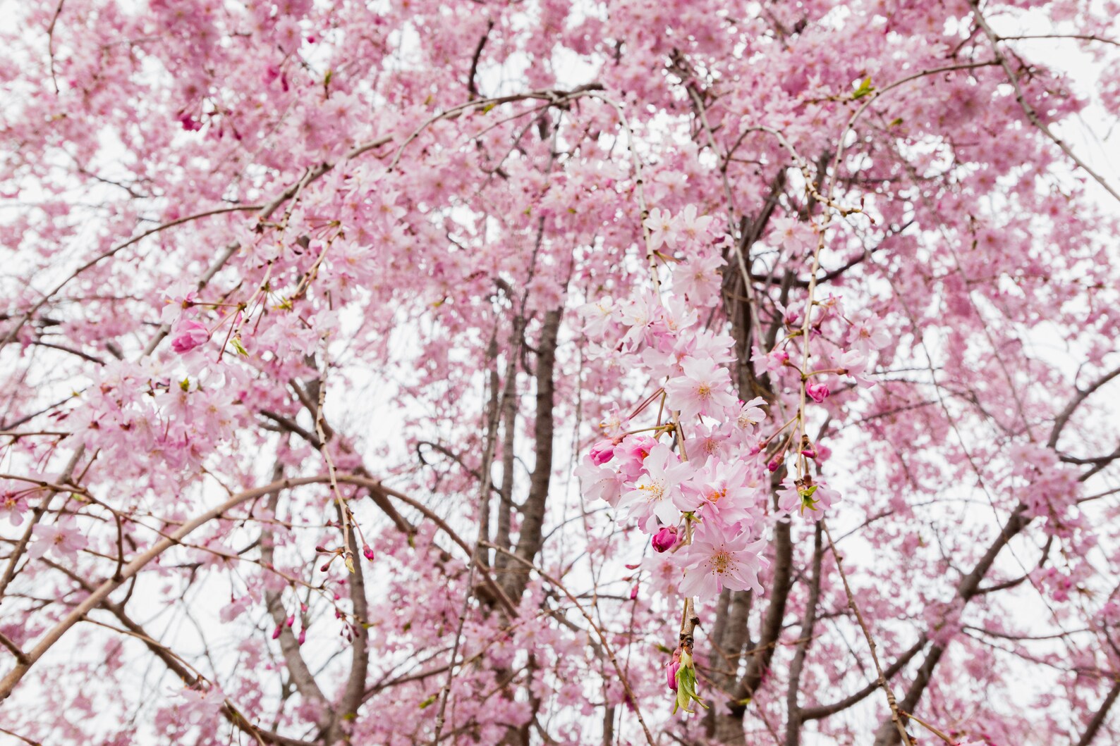 Digital Download. Willow Cherry Blossom Tree. Spring Nature Photography ...