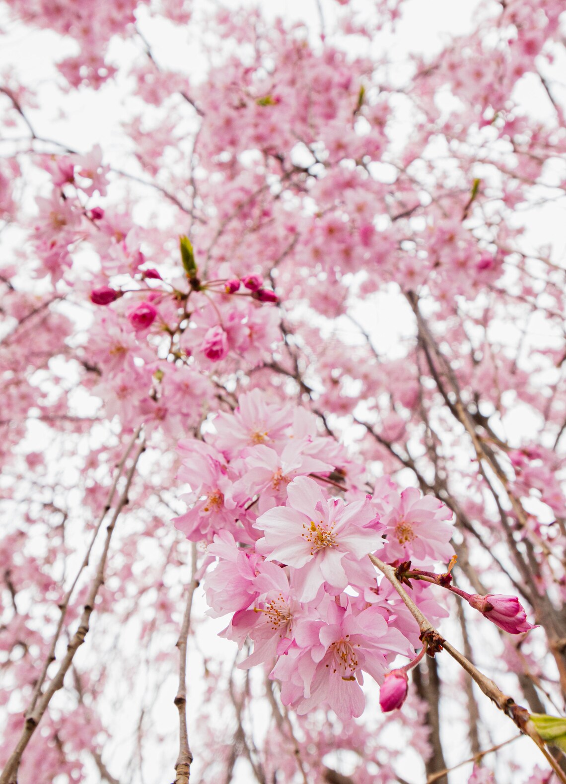Digital Download. Willow Cherry Blossom Tree. Spring Nature Photography ...