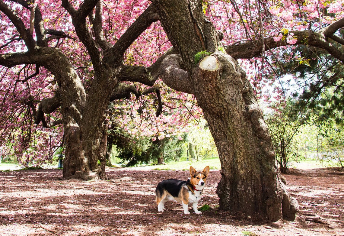 Corgi Cherry Blossom Tree Digital Download. Prospect Park Brooklyn. NY ...