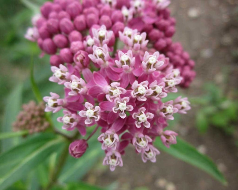 Asclepias Incarnata Rose Red Swamp Milkweed Silkweed - Etsy