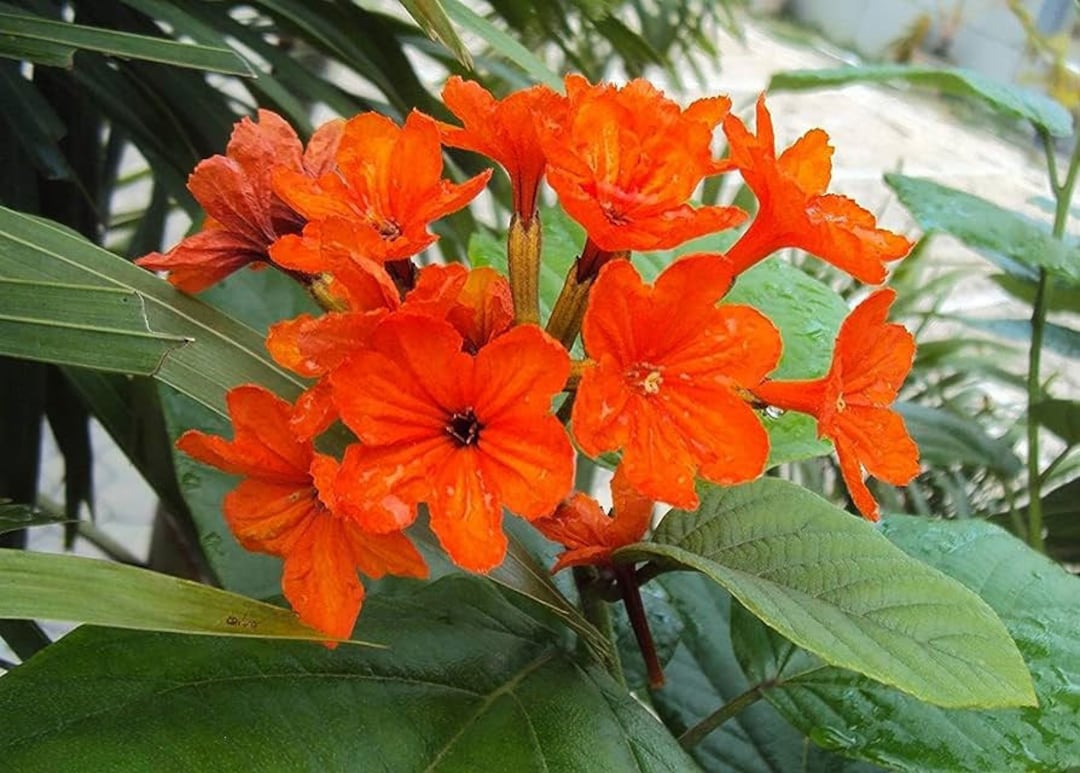 Cordia Sebestena | Siricote | Kopte | Geiger Tree | Geranium | Anaconda ...