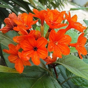 Cordia Sebestena | Siricote | Kopte | Geiger Tree | Geranium | Anaconda ...