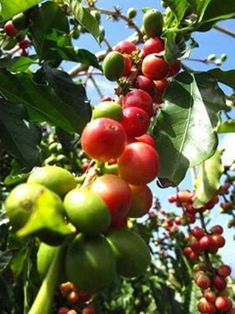 Coffea Arabica Gesha Geisha Coffee 5_seeds | Etsy