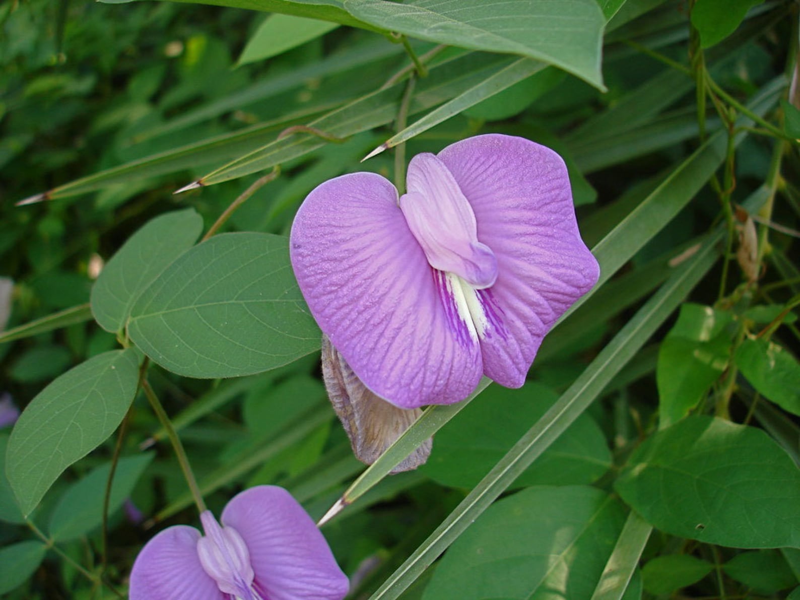 Centrosema pubescens Centro Butterfly Pea 10_Seeds | Etsy