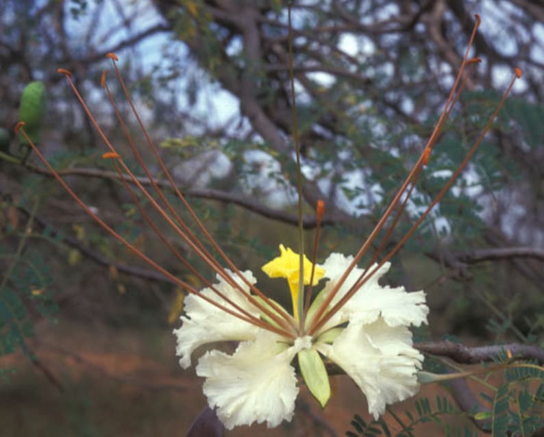 Delonix Elata | White Poinciana | Yellow Gul Mohur | Creamy Peacock | 5 ...