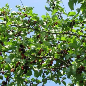 Morus Nigra | Black Mulberry | Toot Tree | 10_seeds - Etsy