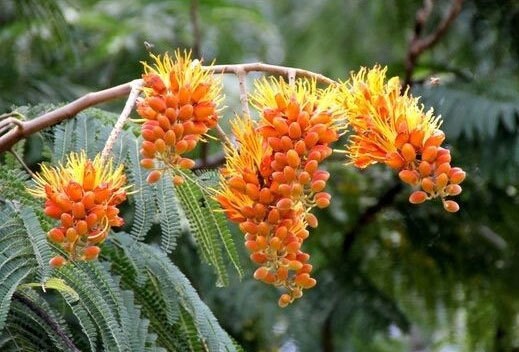 Whip Tree Seeds Glory Covillea 50 Colvillea racemosa Seeds Ohai tree ...