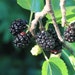 Morus Nigra | Black Mulberry | Toot Tree | 10_seeds - Etsy