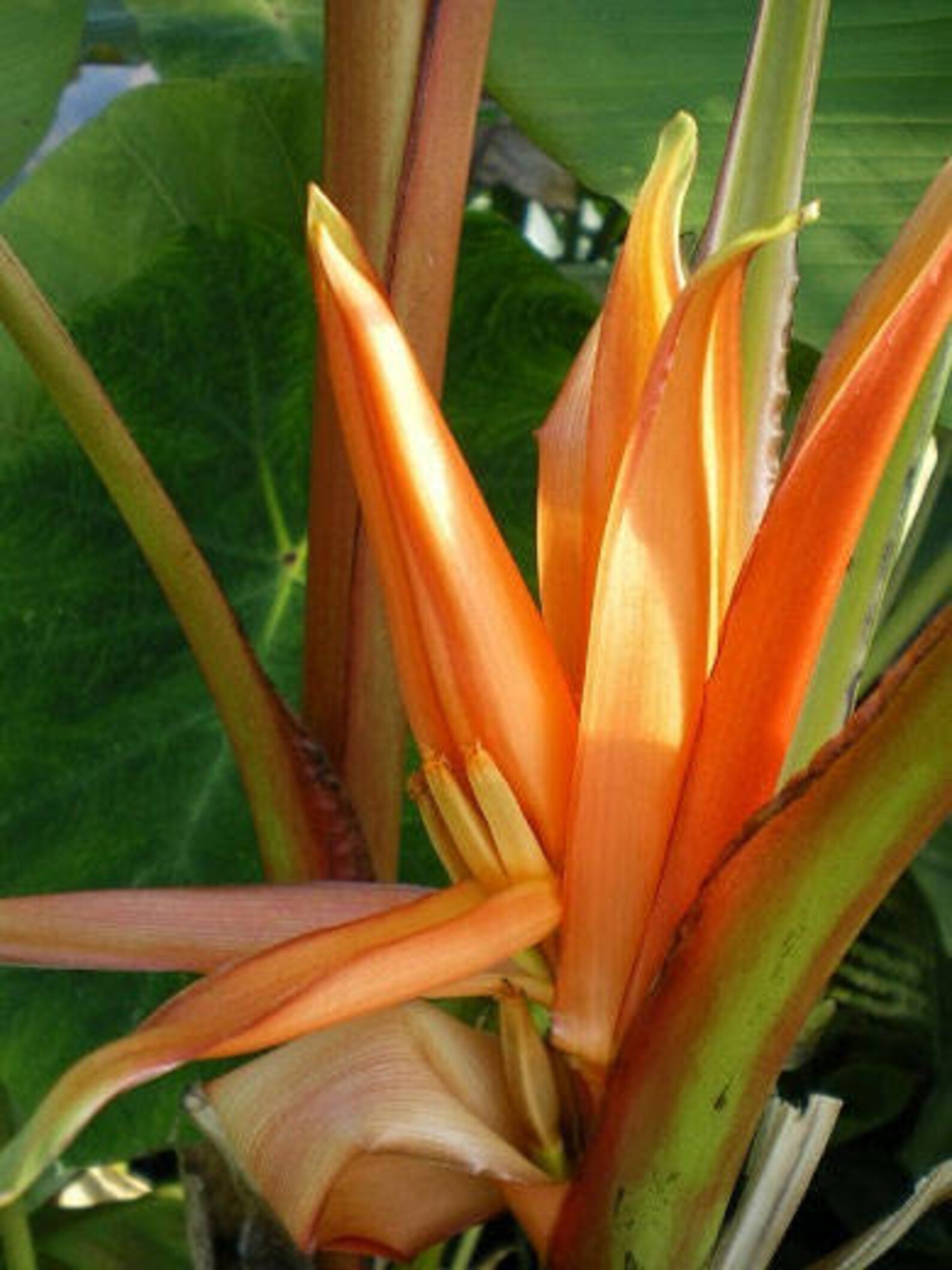 Musa Aurantiaca 20_seeds - Etsy