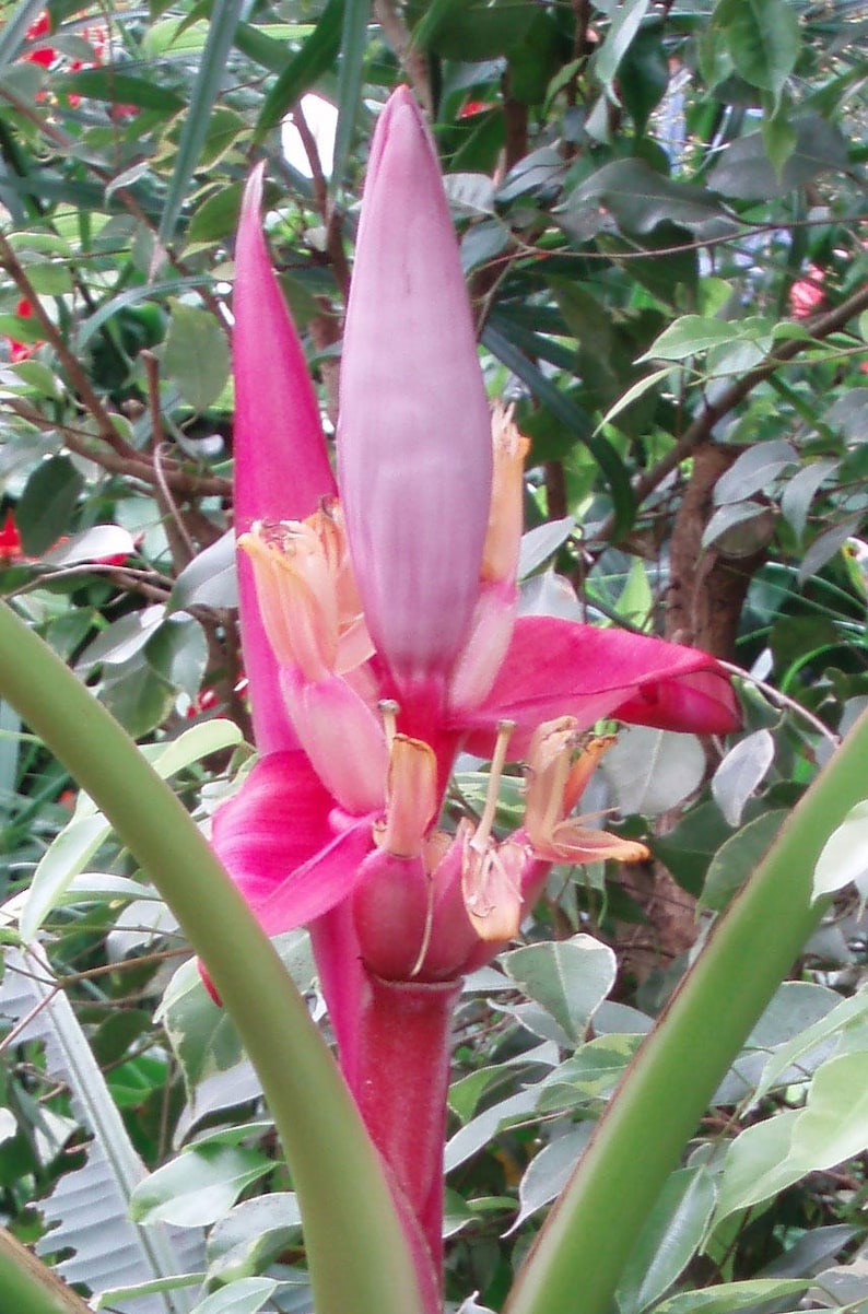 Musa velutina / Plátano rosa peludo / 10_Seeds - Etsy España