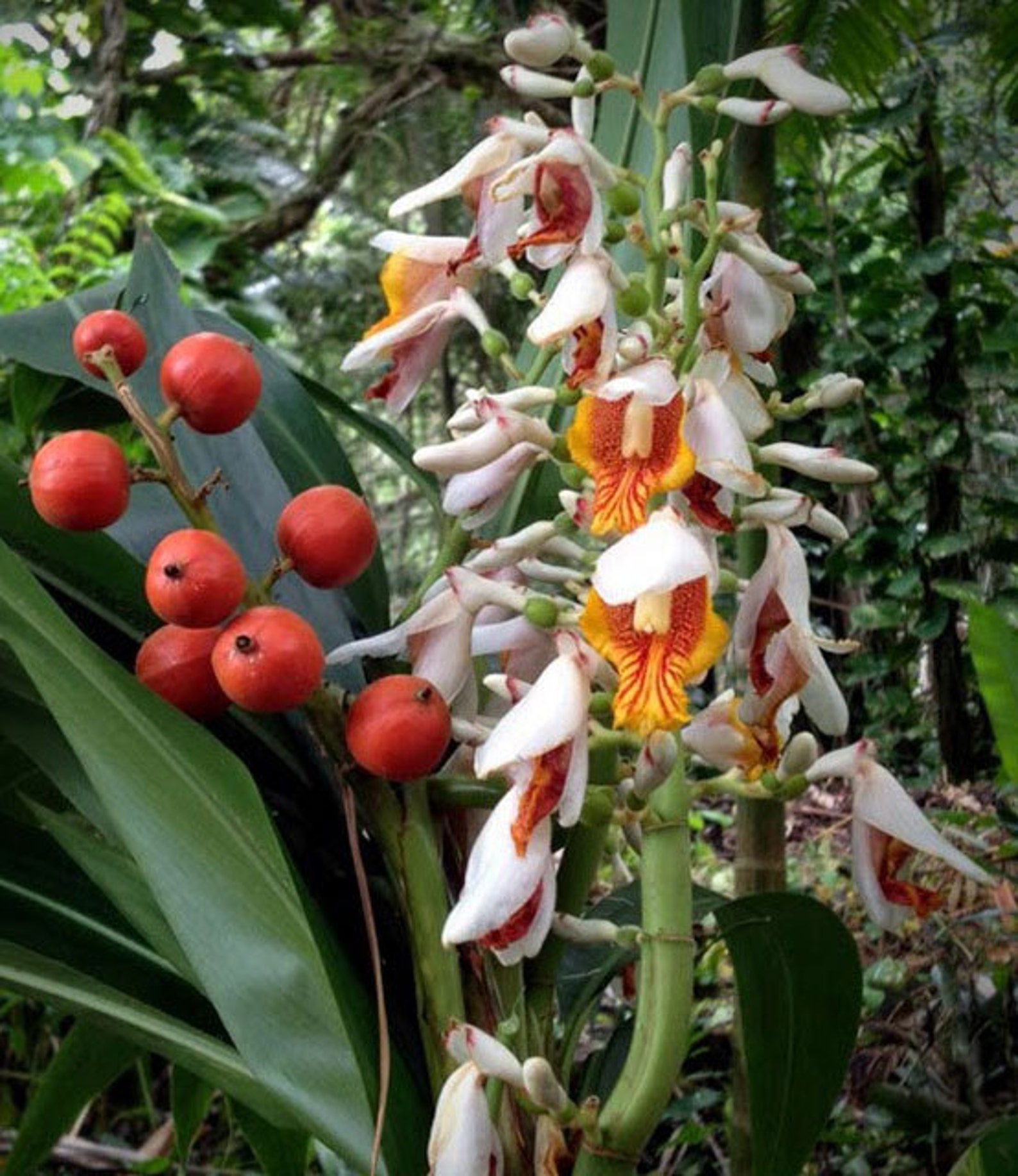 Alpinia Mutica | Small Shell Ginger | False Cardamom | 5_seeds - Etsy