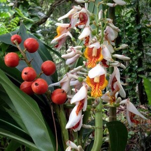 Alpinia Mutica | Small Shell Ginger | False Cardamom | 5_seeds - Etsy