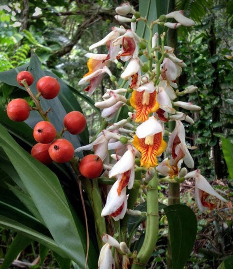 Alpinia Mutica | Small Shell Ginger | False Cardamom | 5_seeds - Etsy