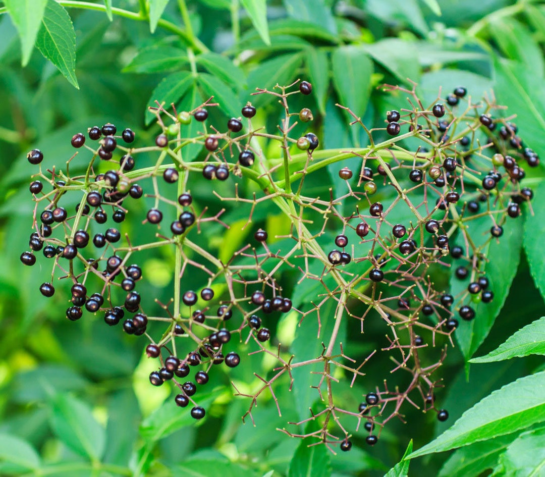 Zanthoxylum Rhetsa | Indian Prickly Ash | Cape Yellowwood | 20_seeds - Etsy