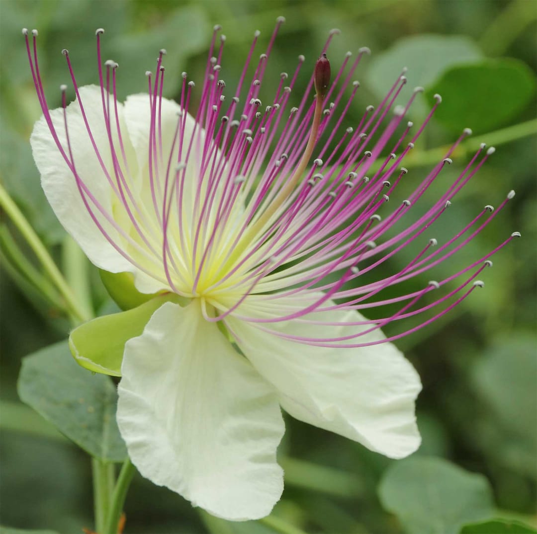 Capparis Spinosa | Spineless Caper Bush | Flinders Rose | 50_seeds - Etsy