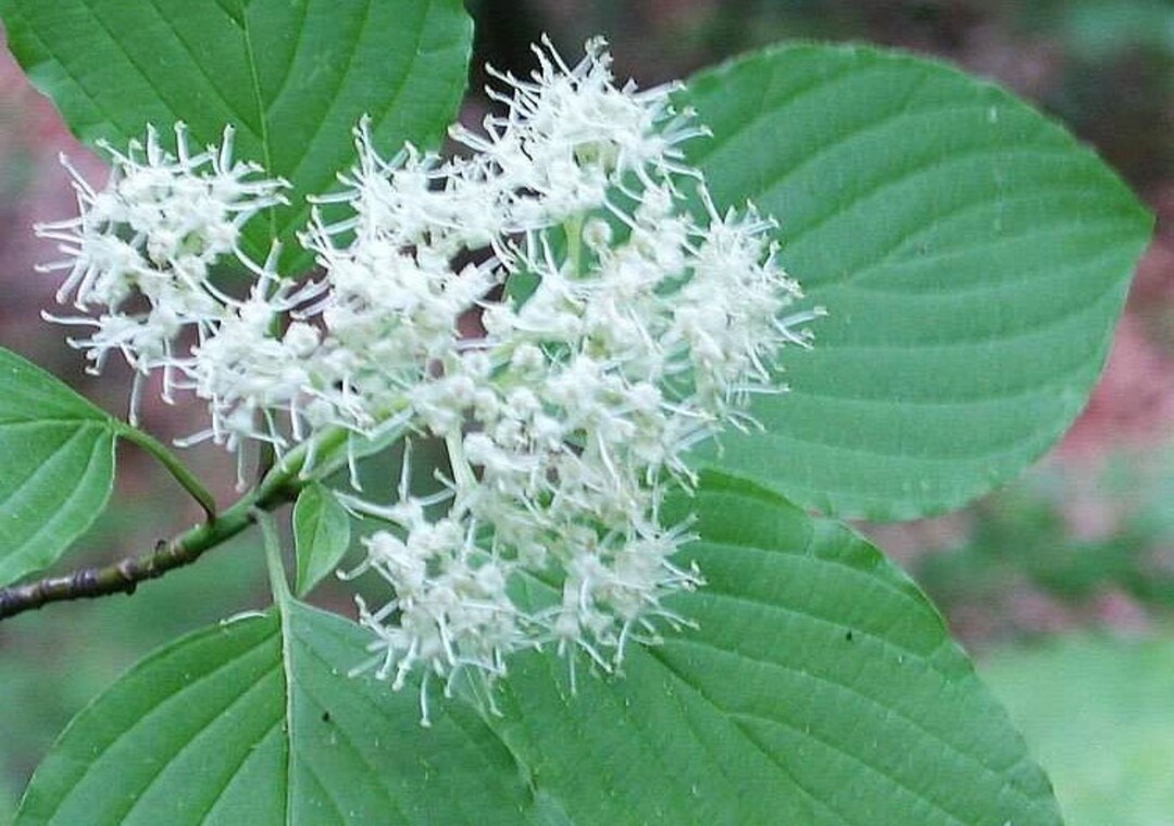 Cornus Alternifolia | Green Osier | Alternate Leaf Dogwood | 5_seeds - Etsy