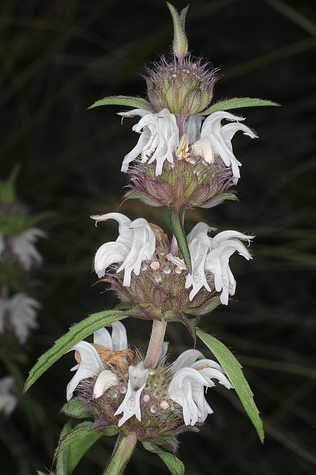 Monarda Pectinata | Pony Beebalm | Plains Lemon | Miners Lettuce | 100 ...