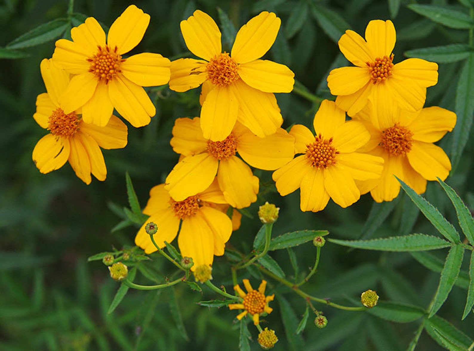 Tagetes Lemmonii | Shrub Marigold | Mexican Bush | Mount Lemmon | 50 ...