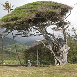 Ficus Infectoria | Strangler & Cuvi White Fig | Banyan | 50_seeds - Etsy