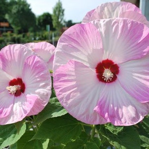 Hibiscus Moscheutos Luna Pink Swirl | 10_seeds - Etsy