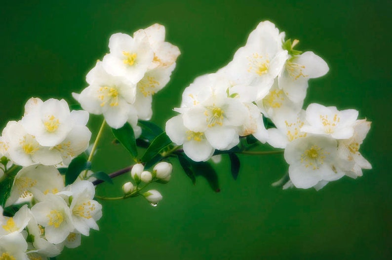 Philadelphus Coronarius | English Dogwood | Sweet Mock Orange | 200 ...