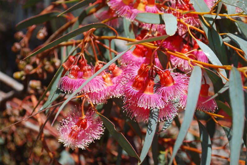 Eucalyptus Torquata | Coolgardie & Coral Gum | 50_seeds - Etsy
