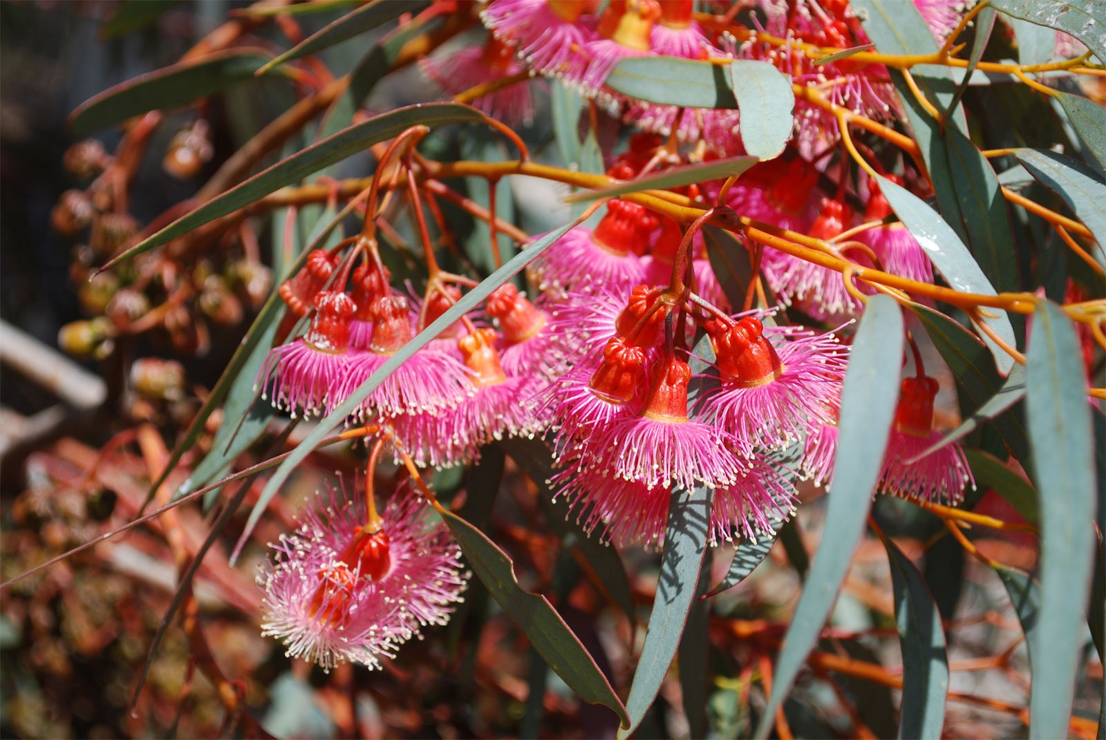 Eucalyptus Torquata | Coolgardie & Coral Gum | 50_seeds - Etsy