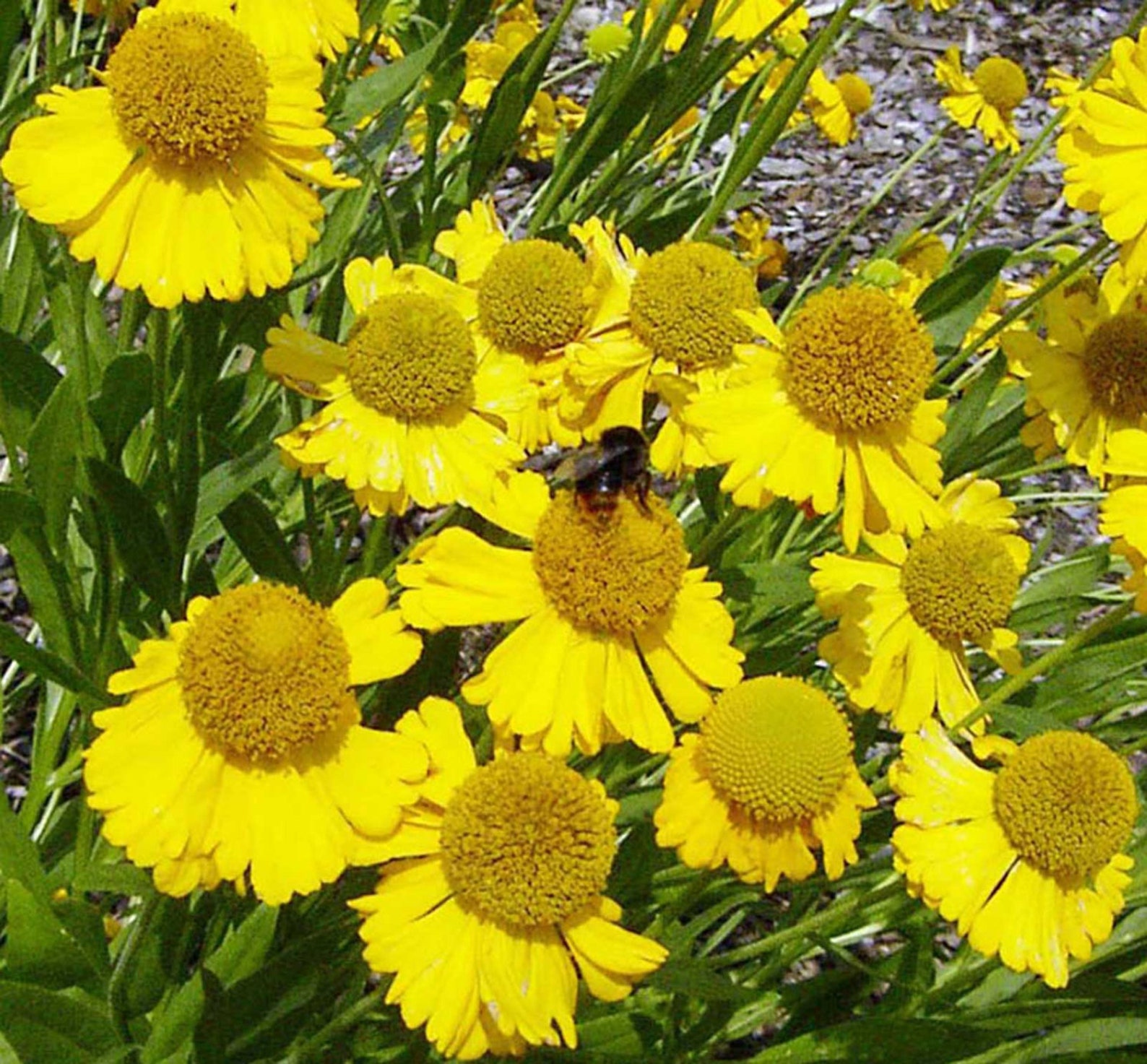 Helenium Autumnale Helens Flower Common Sneezeweed | Etsy