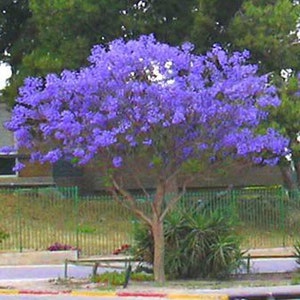Jacaranda Mimosifolia | Brazilian Rose Wood | Green Ebony | 20_seeds - Etsy