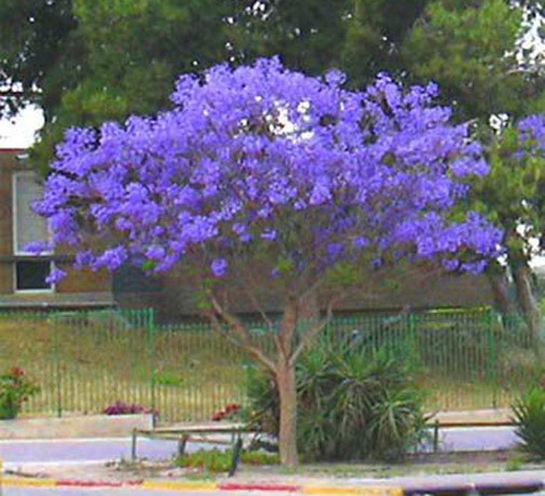 Jacaranda Mimosifolia | Brazilian Rose Wood | Green Ebony | 20_seeds - Etsy