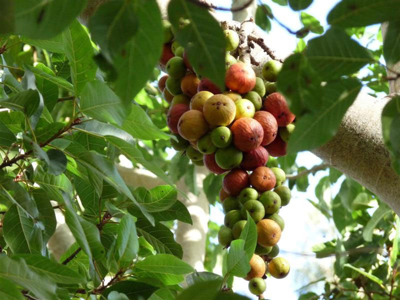 Ficus Racemosa Indian Cluster Fig Tree Goolar Gular - Etsy