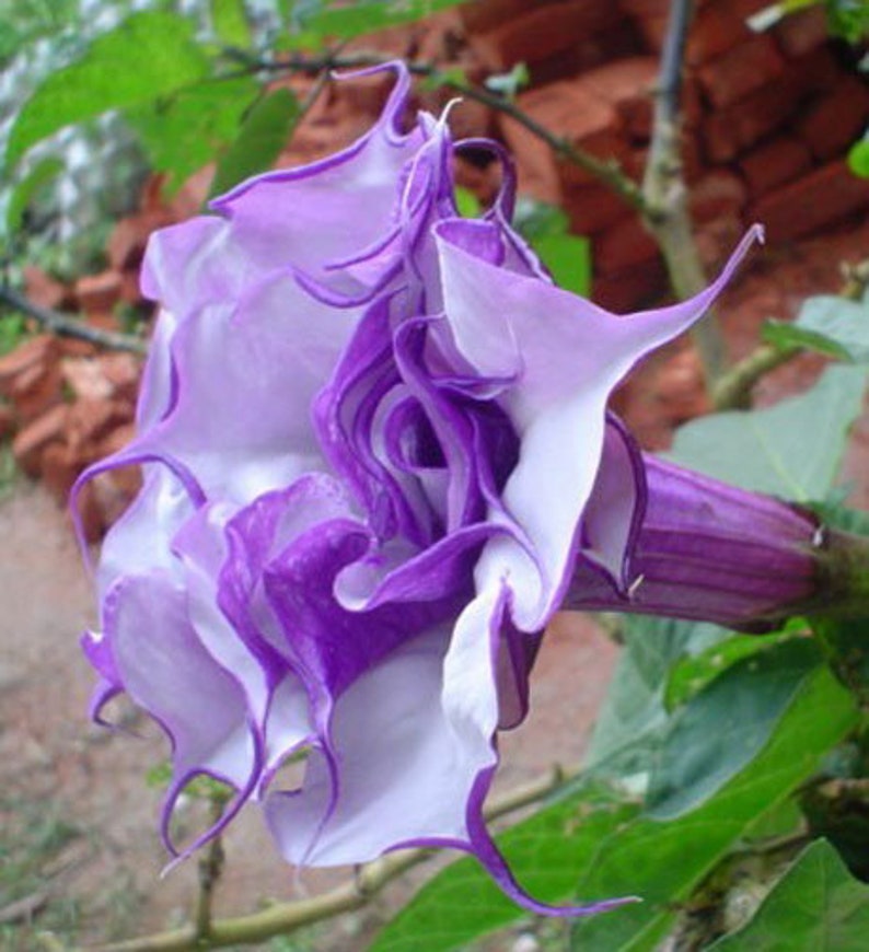 Datura Metel Double Purple | Devils Trumpet | 10_seeds - Etsy