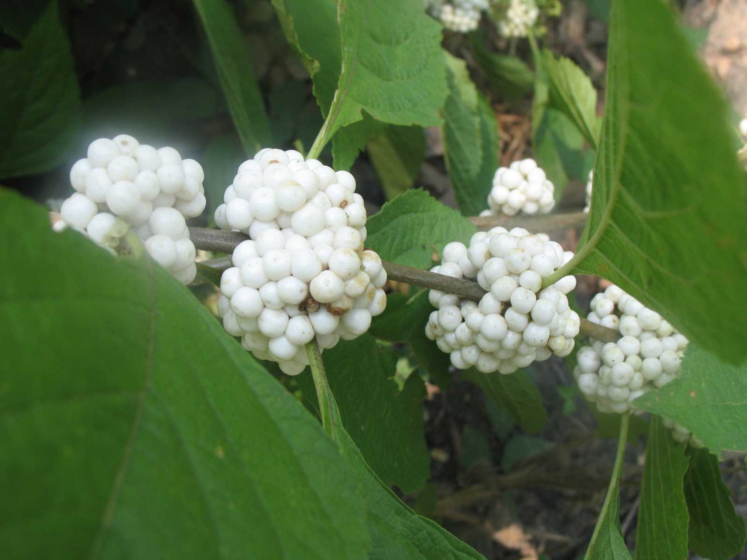 Callicarpa Americana Lactea
