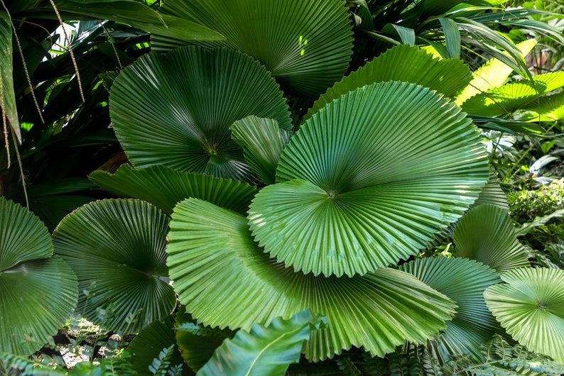 Licuala Grandis Palas Ruffled Vanuatu Fan Palm 5_seeds - Etsy