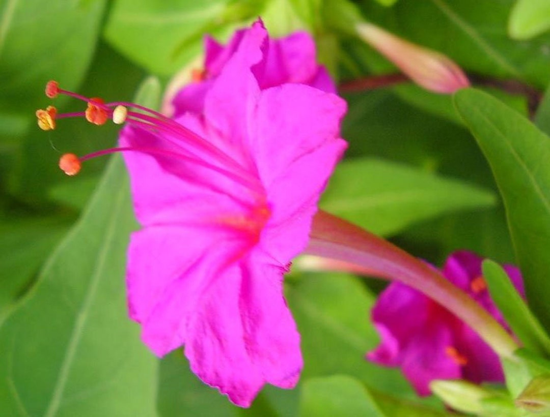 Mirabilis Jalapa Pink | 20_seeds - Etsy