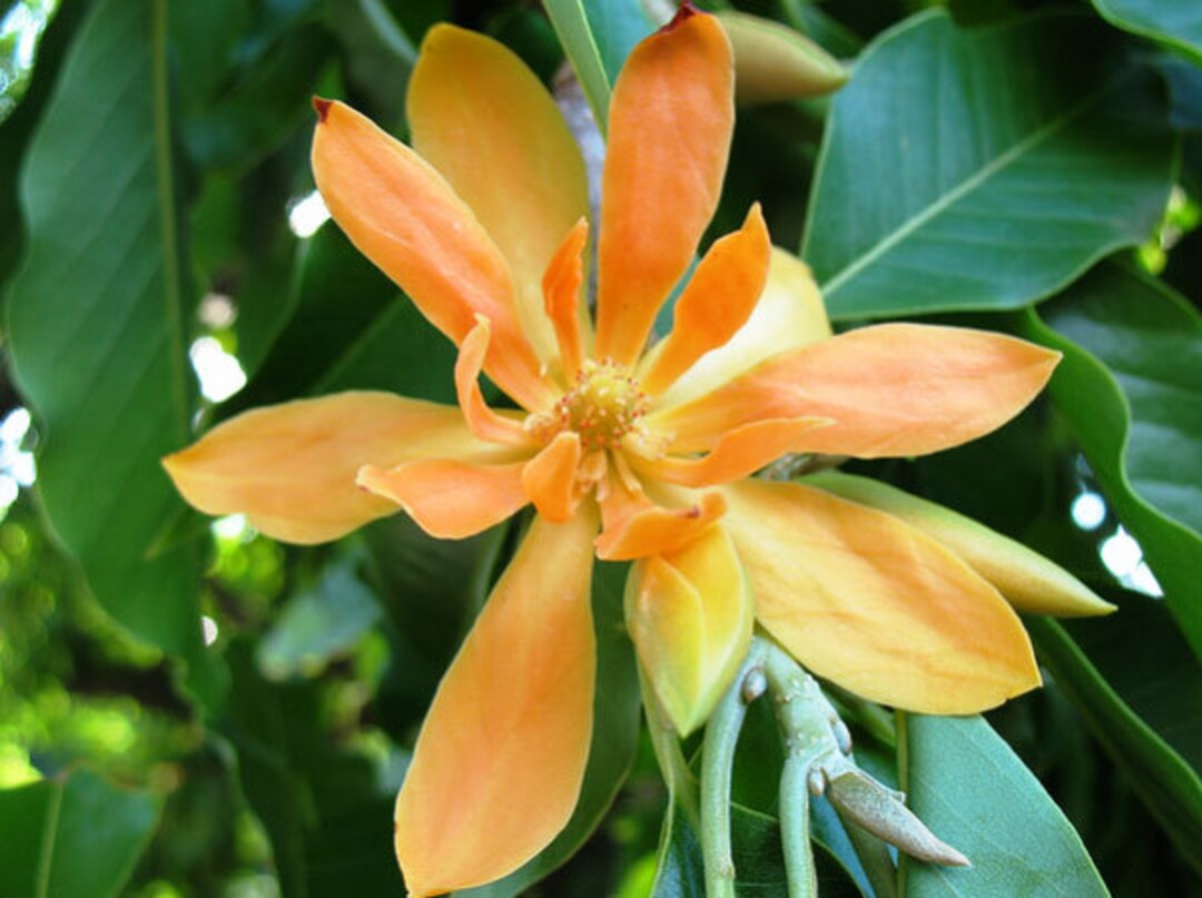 Magnolia Champaca | Yellow Jade Orchid Tree | 5_seeds - Etsy