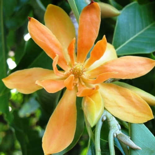 Magnolia Champaca Yellow Jade Orchid Tree 5_seeds | Etsy