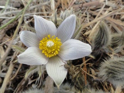 Anemone Patens Var. Wolfgangiana | Pasque Flower | 10_seeds - Etsy