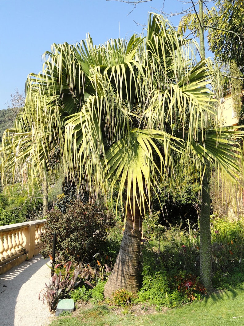 Livistona Chinensis | Chinese Fan Palm | 5_seeds - Etsy