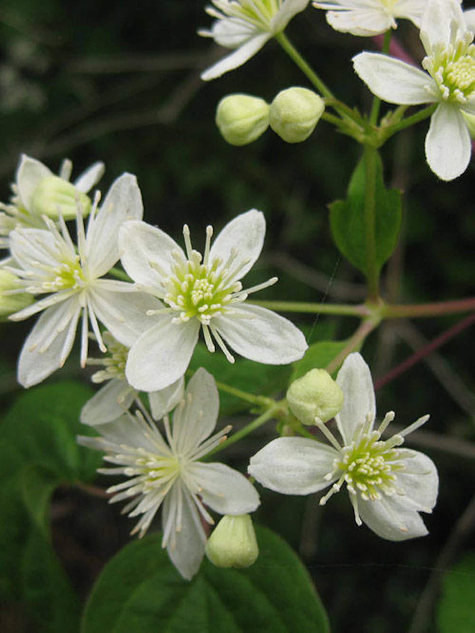 Clematis Virginiana Devils Darning Needles Virgins Bower 50_seeds - Etsy