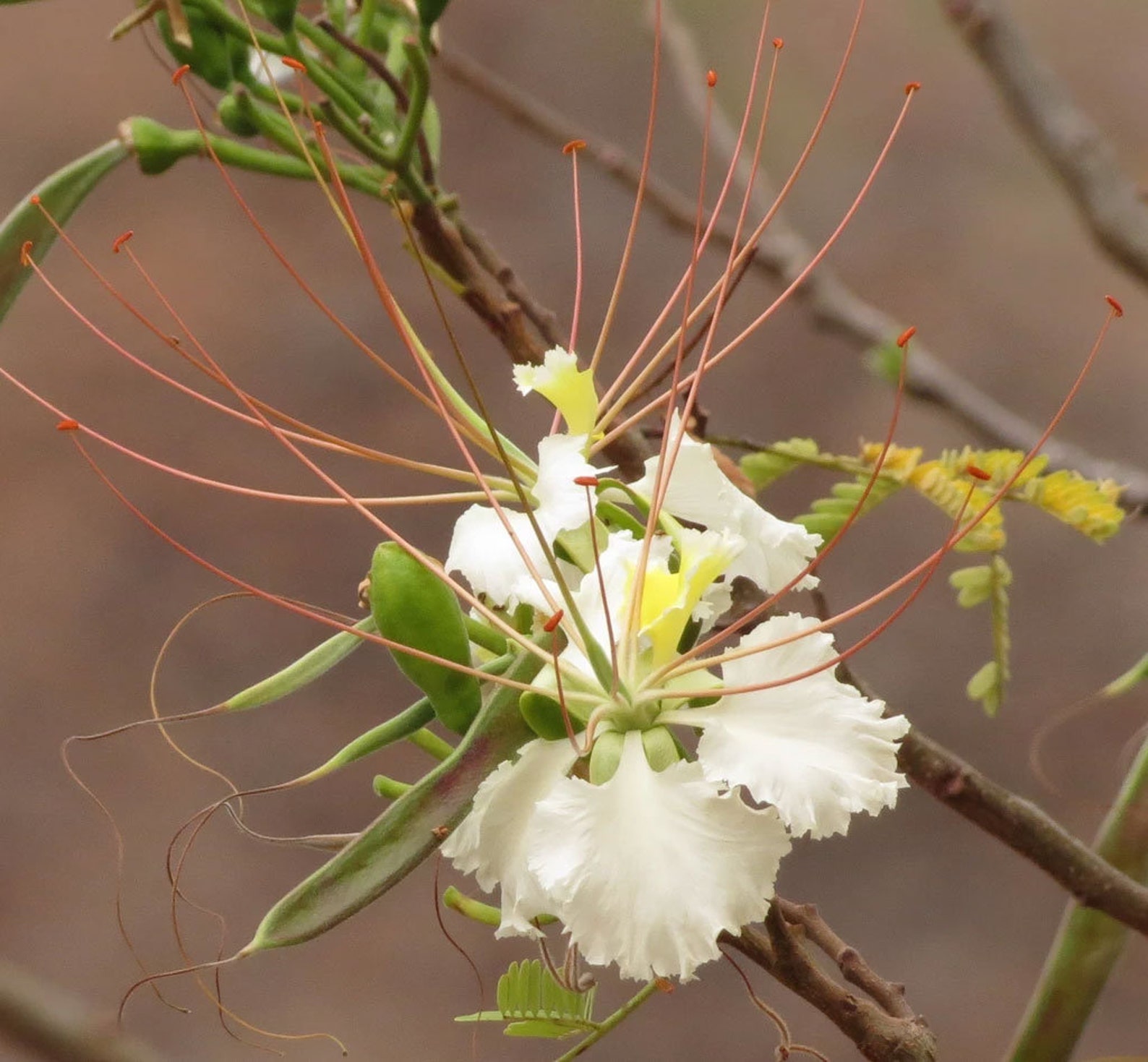 Delonix Elata | White Poinciana | Yellow Gul Mohur | Creamy Peacock | 5 ...