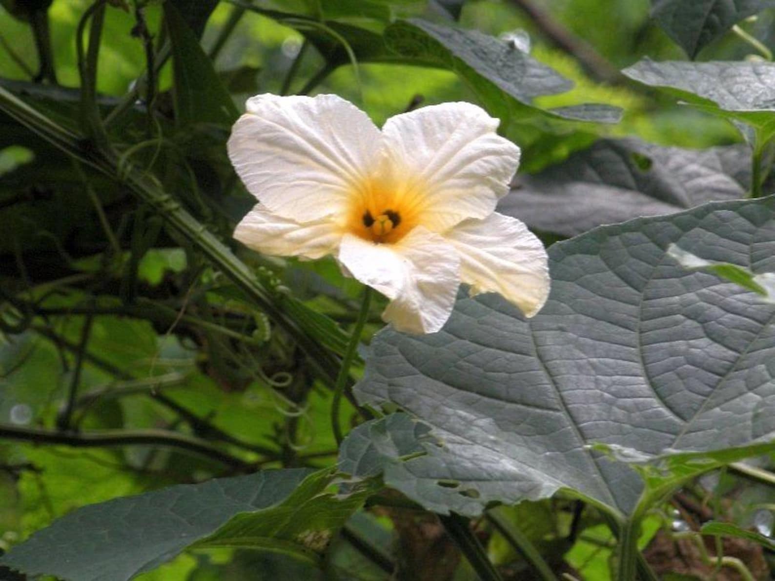 Momordica Subangulata Renigera | Teasle Gourd | Kakrol | Bhat Karela ...