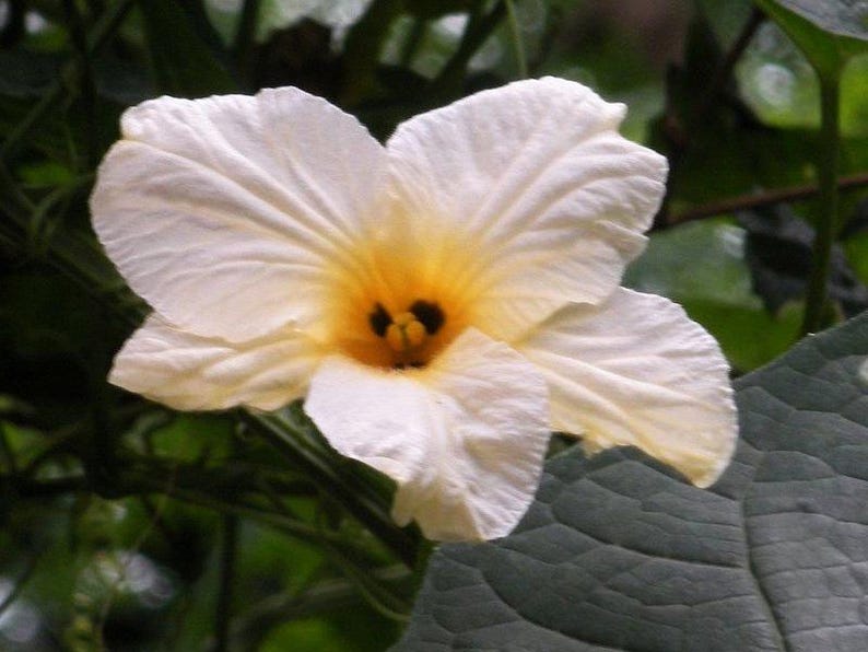 Momordica Subangulata Renigera | Teasle Gourd | Kakrol | Bhat Karela ...