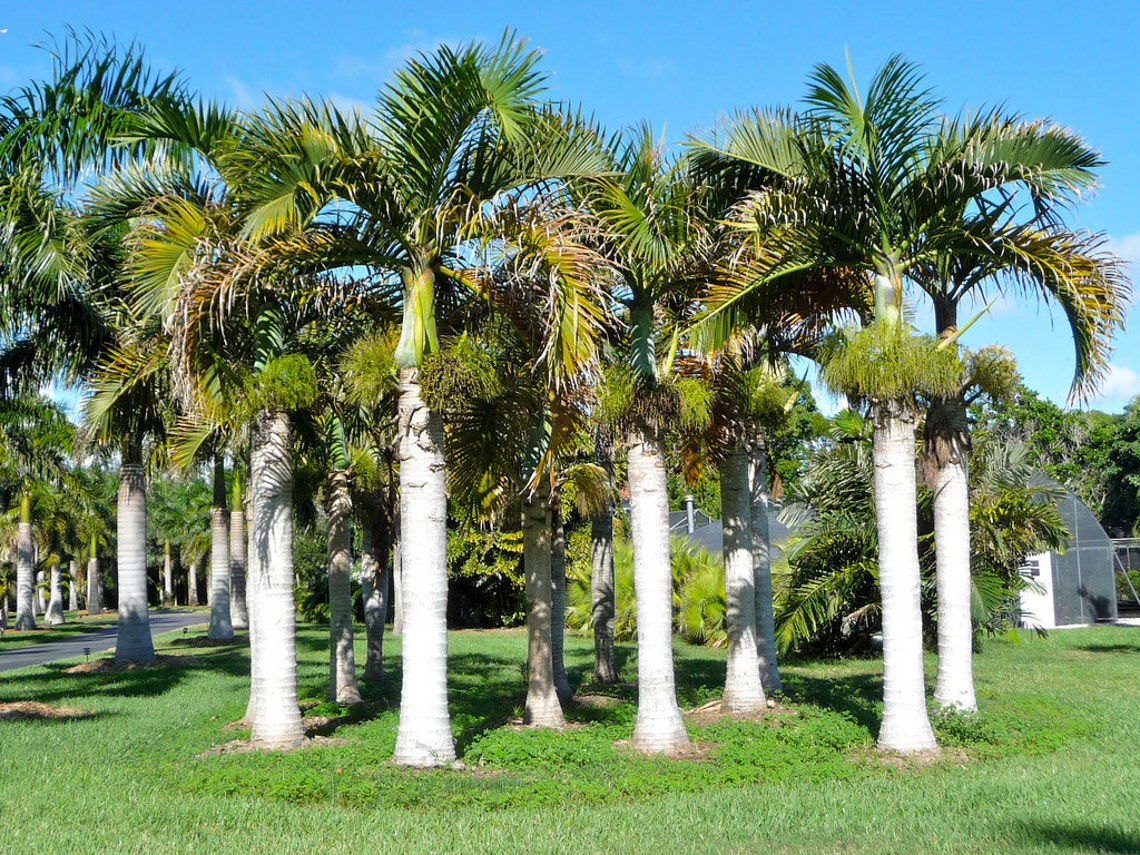Hyophorbe Verschaffeltii | Spindle Palm | 10_seeds - Etsy