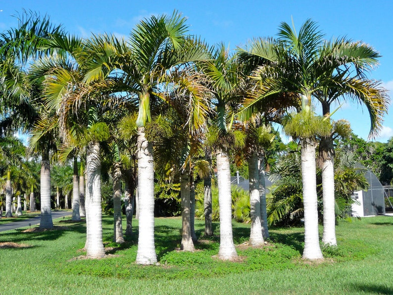 Hyophorbe Verschaffeltii | Spindle Palm | 10_seeds - Etsy