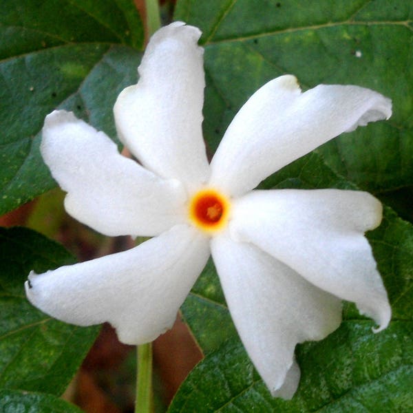 Jasmine Plant - Etsy