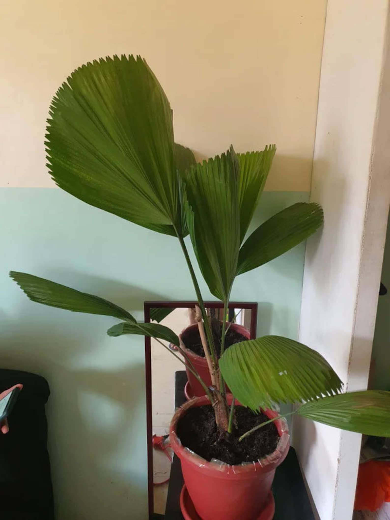 Licuala Grandis Palas Ruffled Vanuatu Fan Palm 5_seeds | Etsy