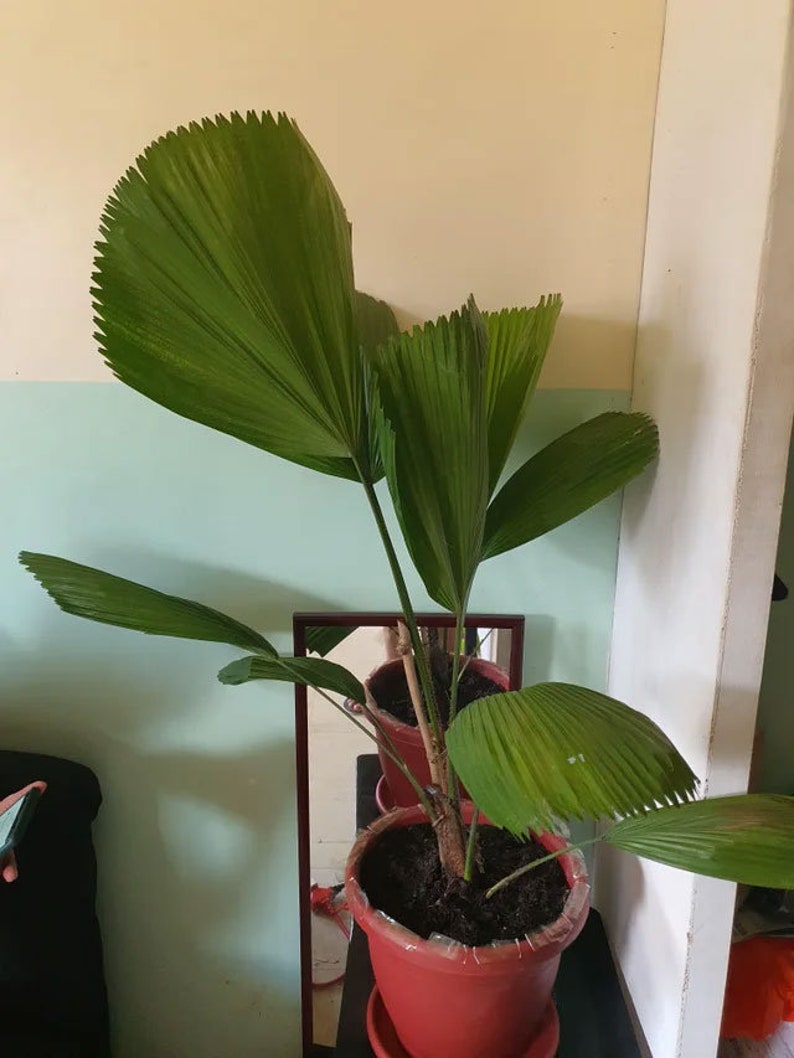 Licuala Grandis Palas Ruffled Vanuatu Fan Palm 5_seeds - Etsy