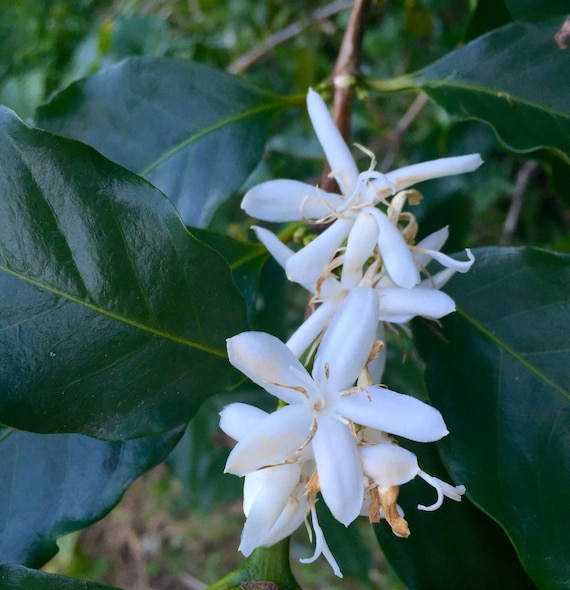 Coffea canephora robusta Coffee 5_Seeds - Etsy Italia